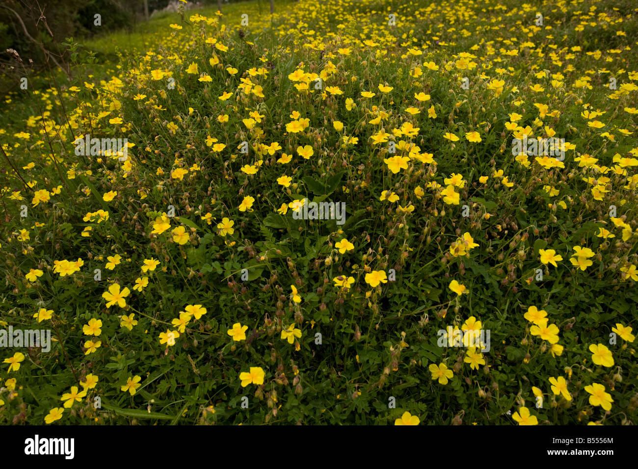 Common Rock rose Helianthemum nummularium H chamaecistus on old anthill ...