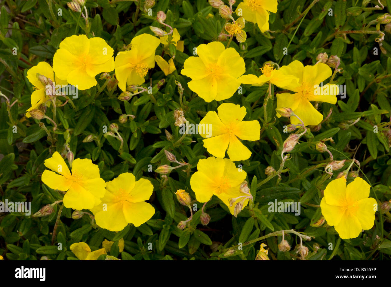 Common Rock rose Helianthemum nummularium H chamaecistus in limestone ...