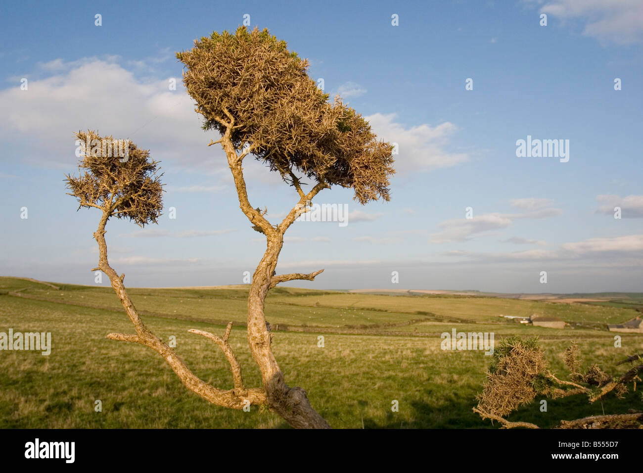 Devon Gorse Tree Stock Photo - Alamy