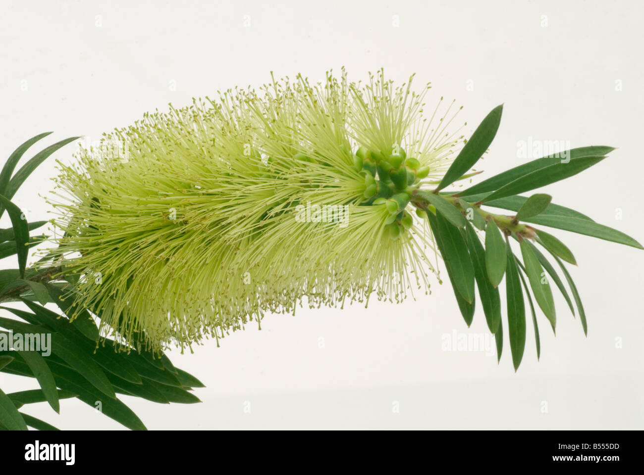 Callistemon pachyphyllus green bottlebrush hi-res stock photography and ...