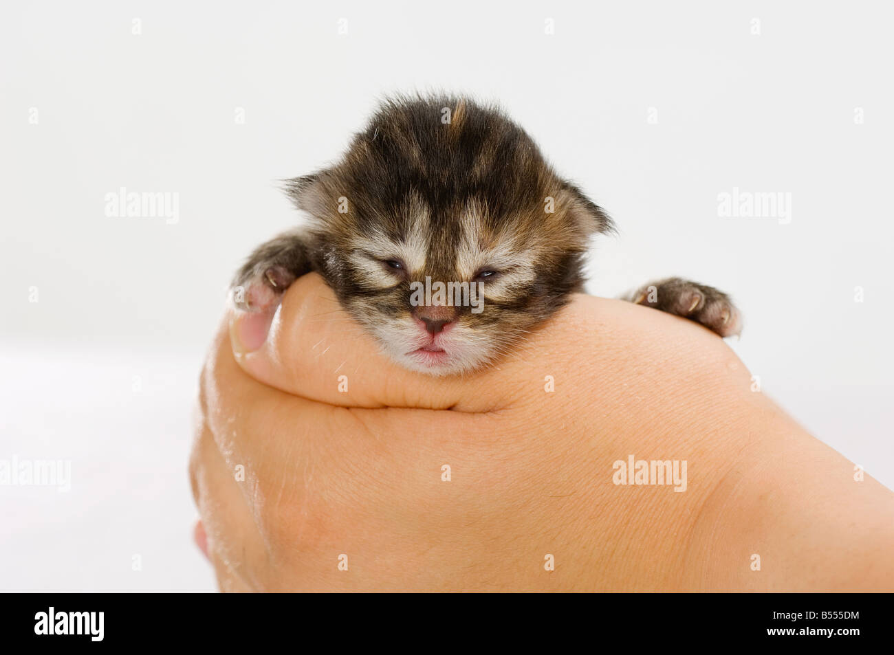 Maine Coon kitten (seven days) on hand Stock Photo - Alamy