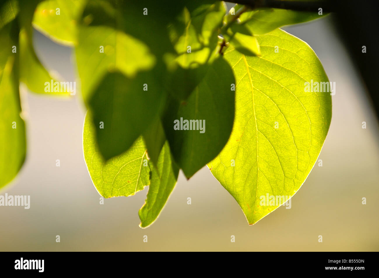 Large backlit green leaf Stock Photo - Alamy