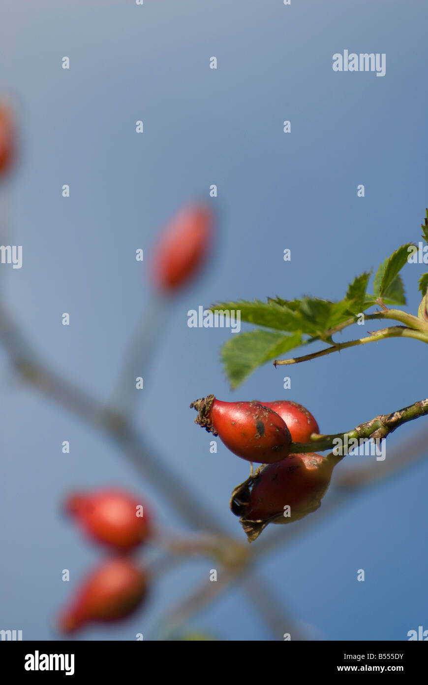 Hedgerow rose hip hi-res stock photography and images - Alamy