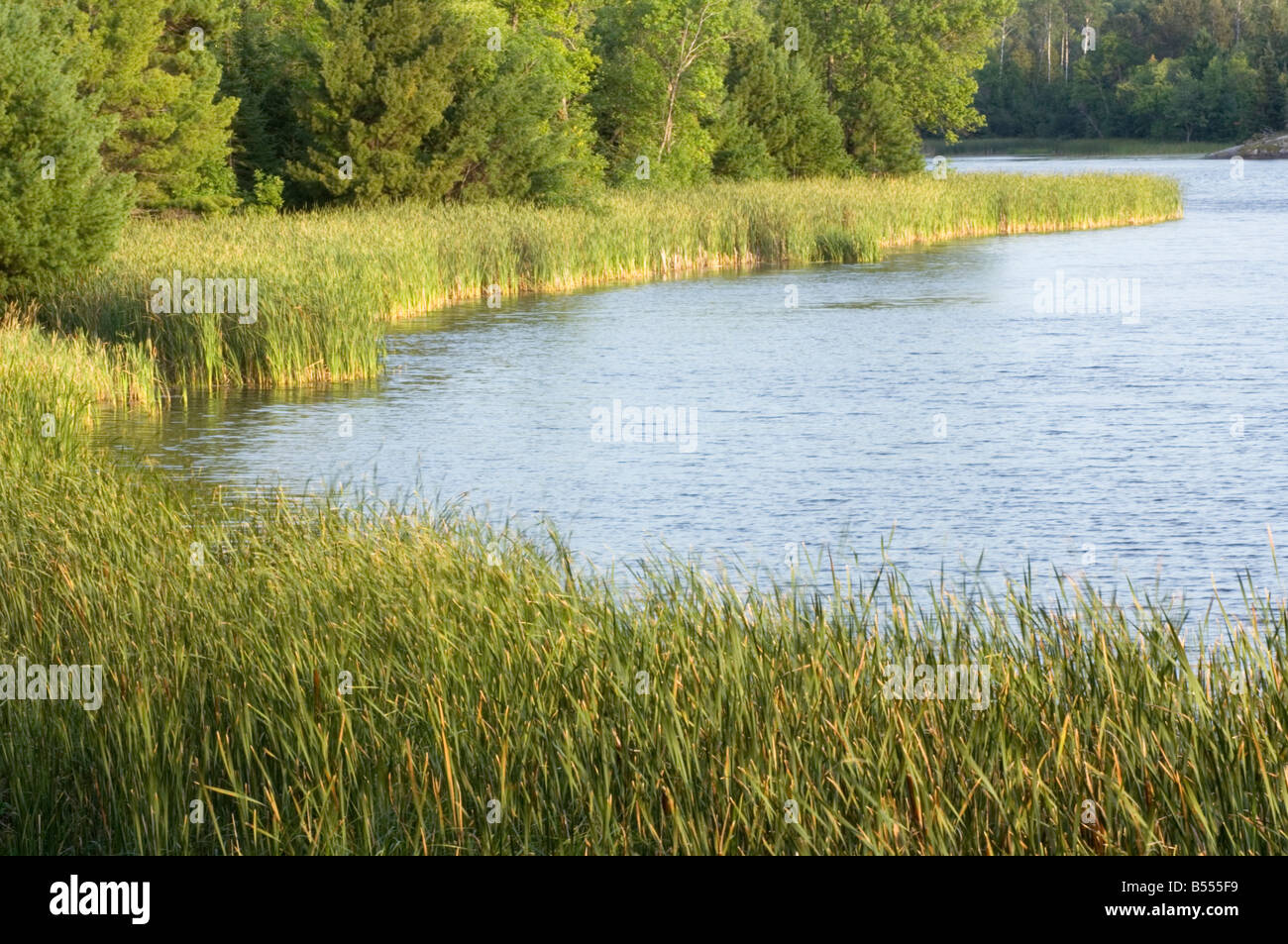 Marsh and forest at sunset Blind Ash Bay Blind Ash Bay Trail Voyageurs ...