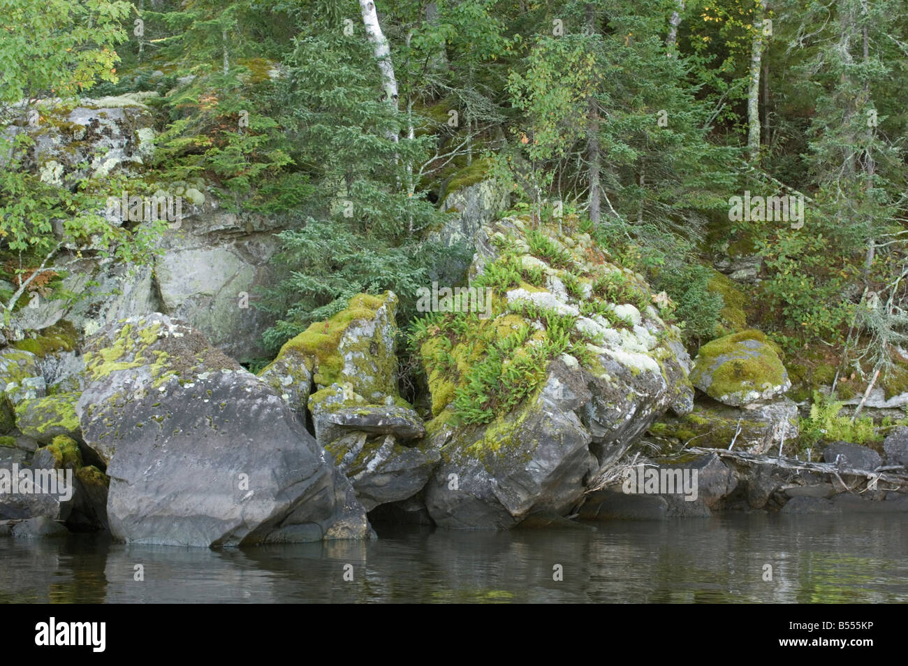 Moss on rocky shore south shore of Lake Kabetogama opposite Lost Lake ...
