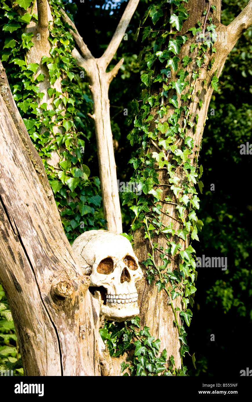 human skull wedged in tree branch Stock Photo - Alamy