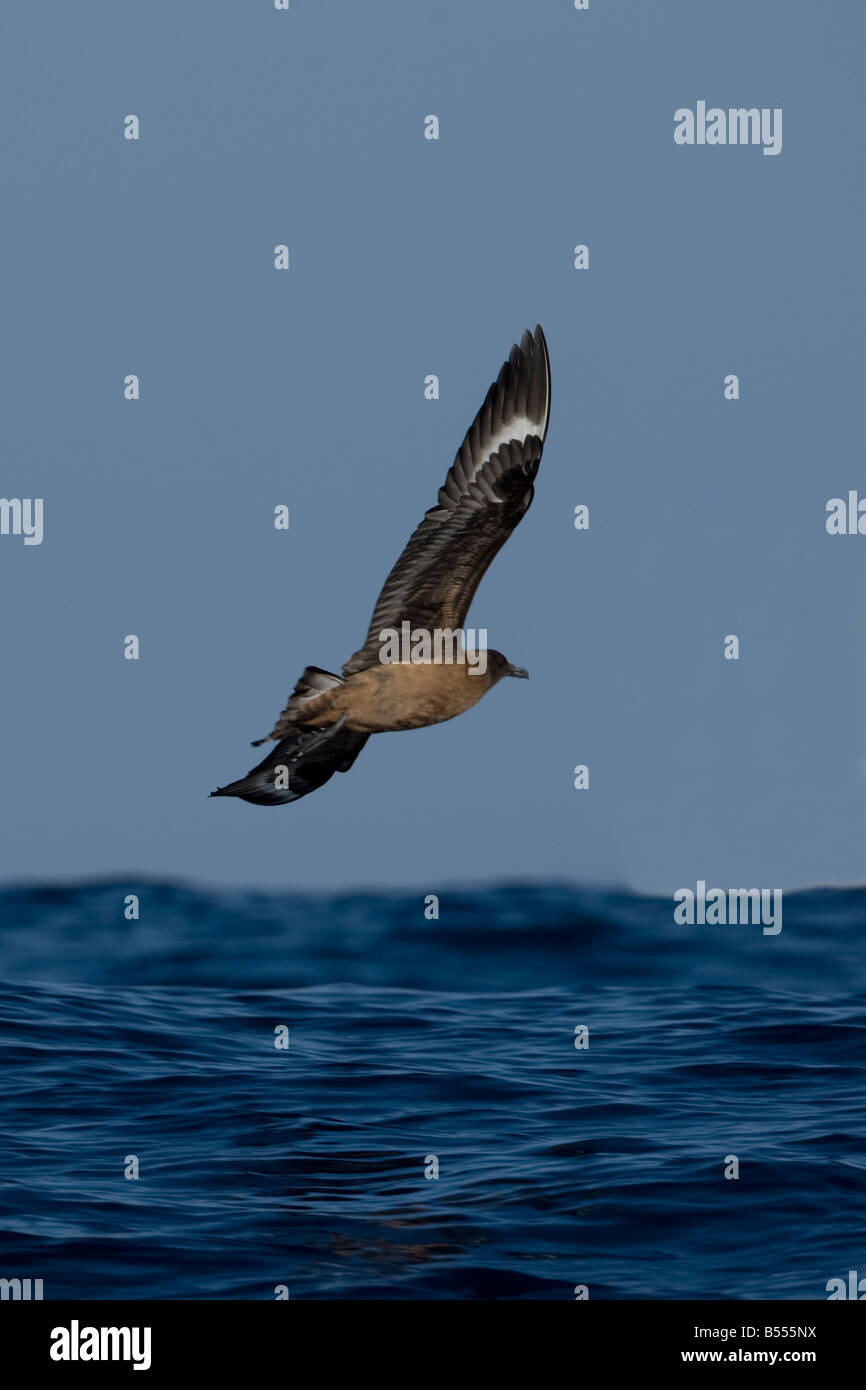 Great Skua Stercorarius skua Stock Photo - Alamy