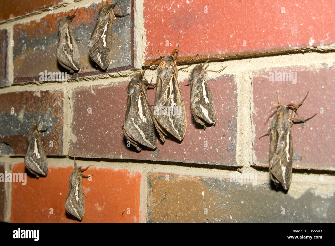 Ghost swift moths attracted to house lights at night Stock Photo - Alamy