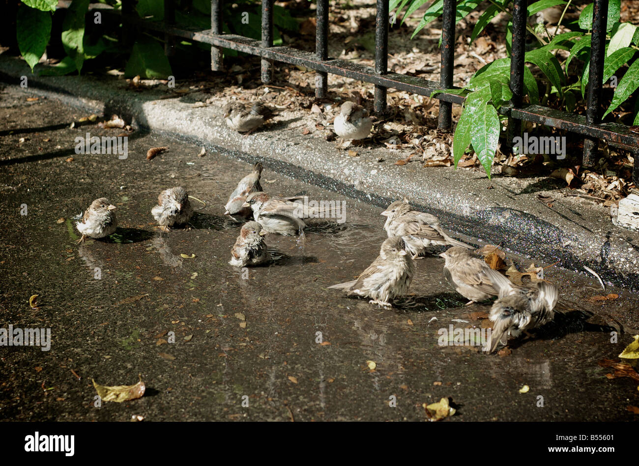 Many Birds Bathing in a Puddle in a Hot Summer Day in Brooklyn New York ...