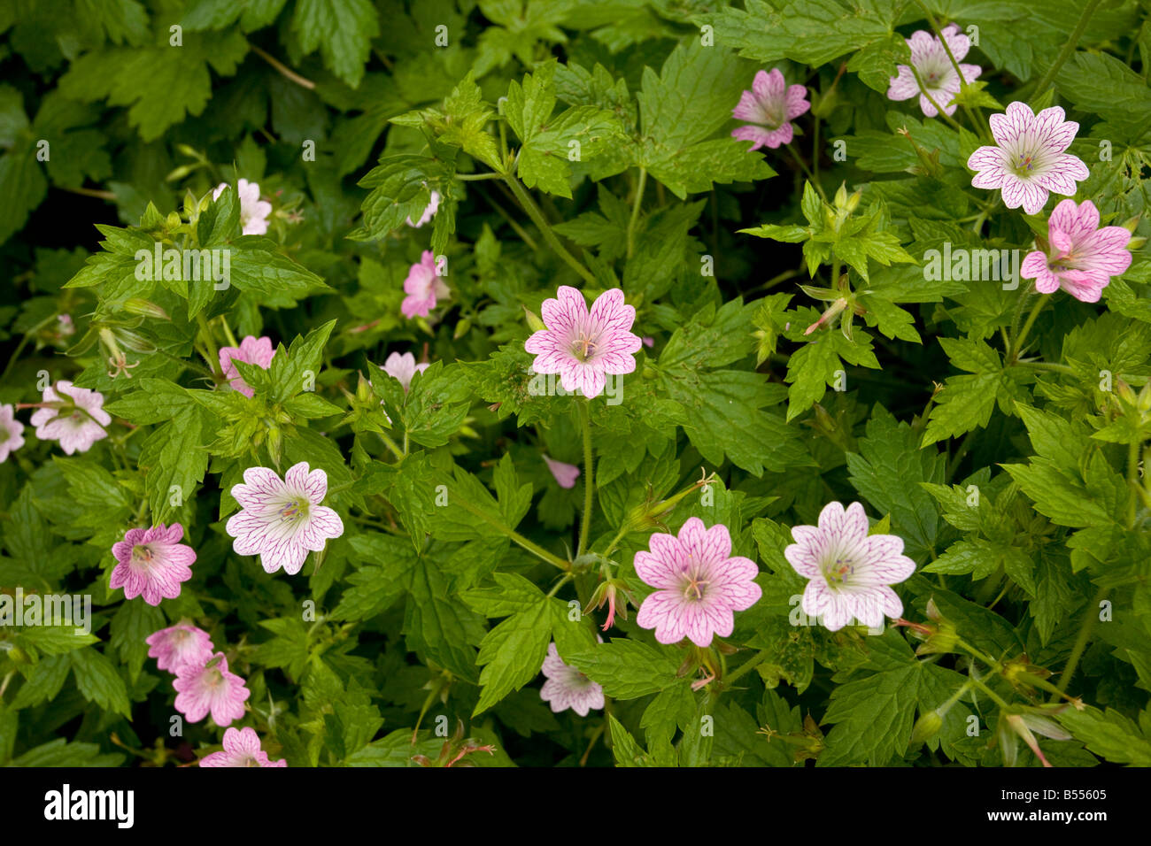 Pencilled Cranesbill Geranium versicolor Stock Photo - Alamy