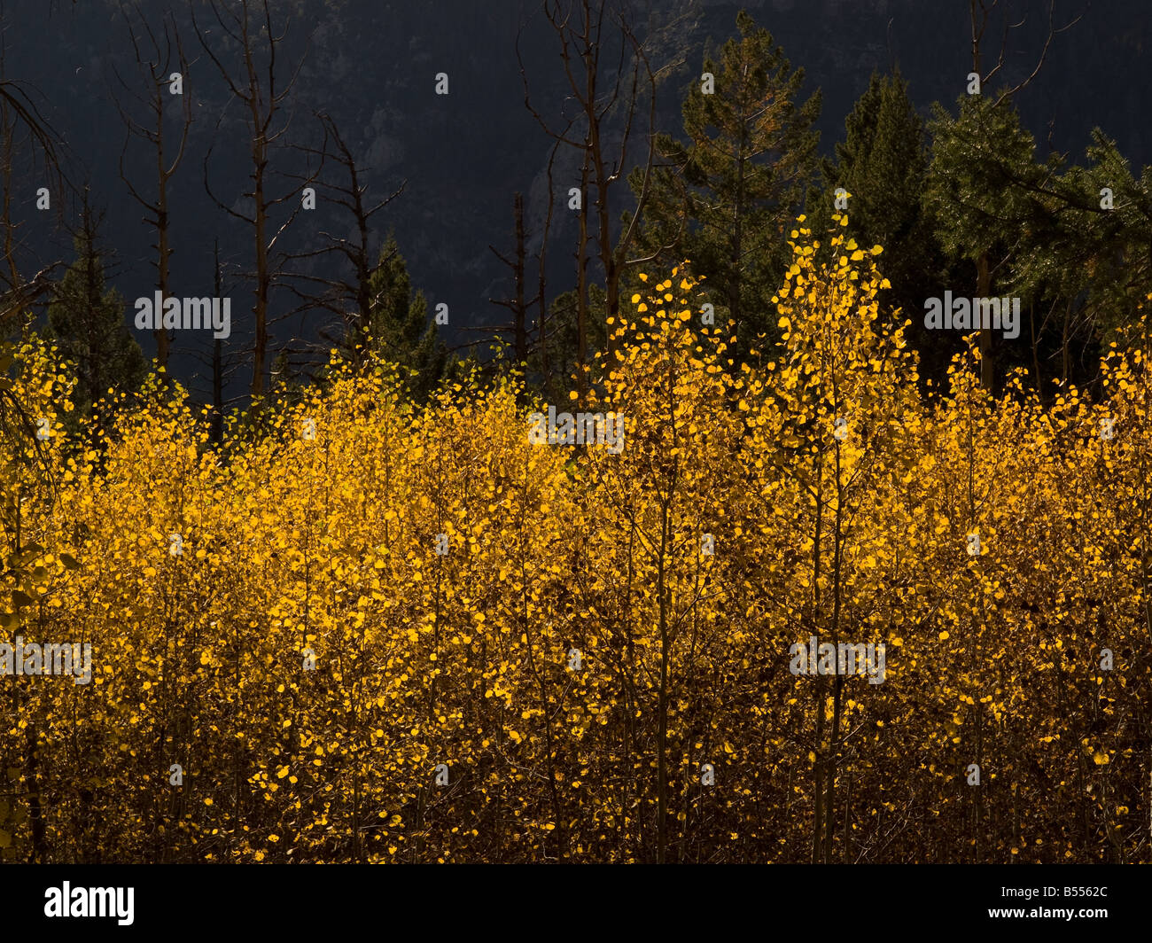 backlit aspen in pinaleno mountains, arizona Stock Photo - Alamy