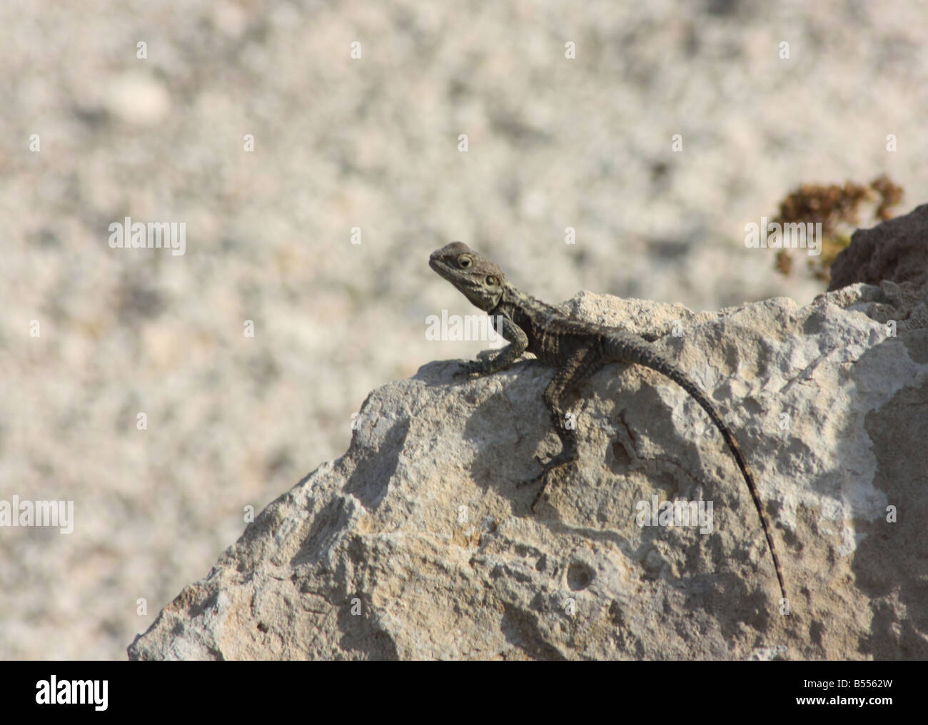 A Sunbathing Gheko Stock Photo - Alamy