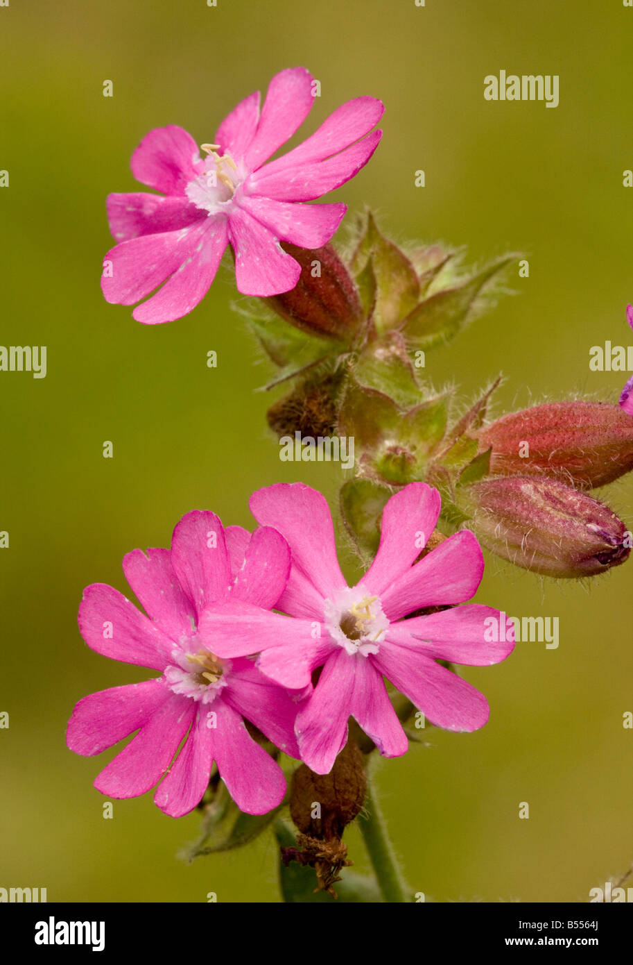 One campion flower hi-res stock photography and images - Alamy