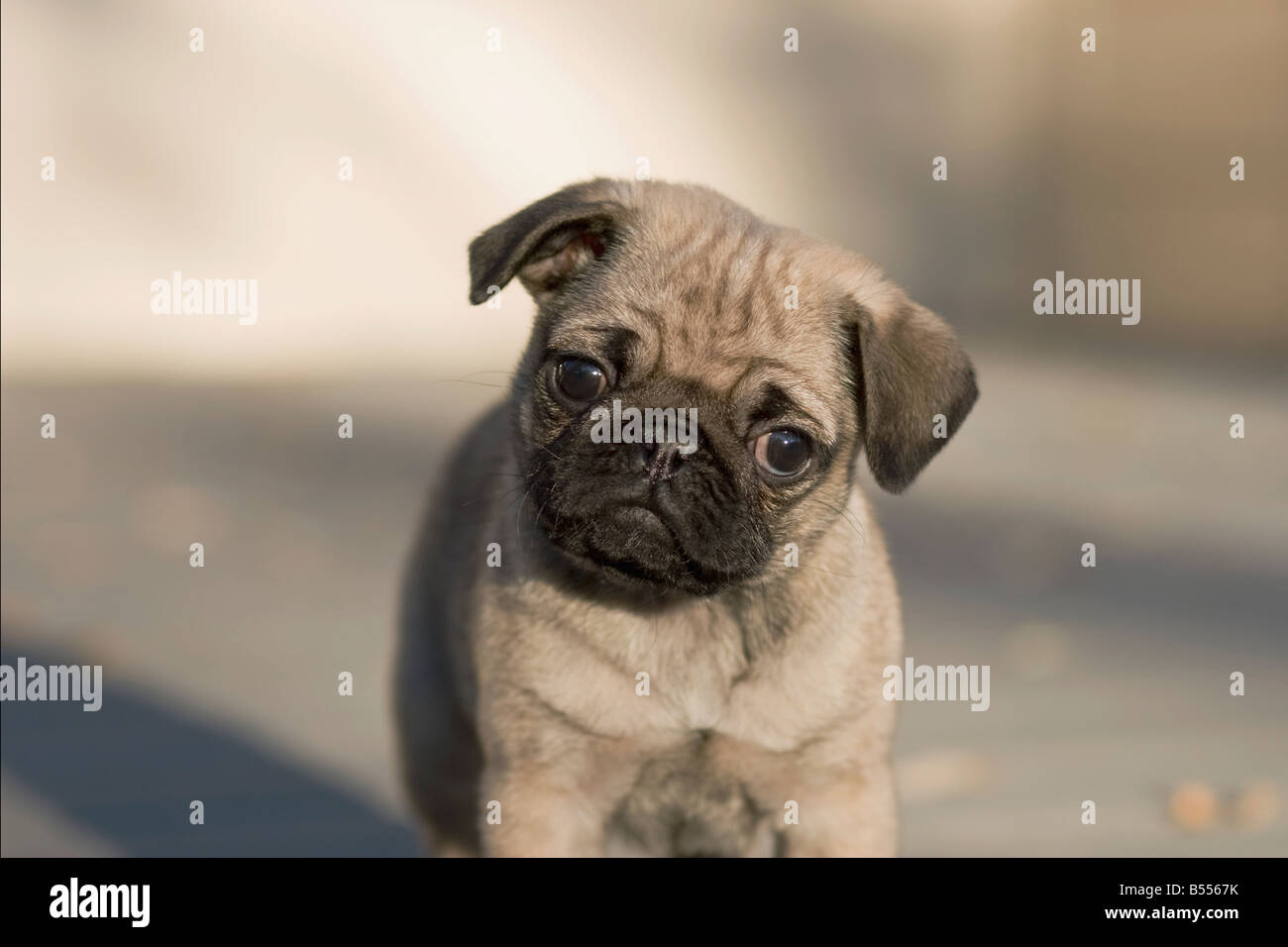 Pug puppy tilting head at camera Stock Photo - Alamy