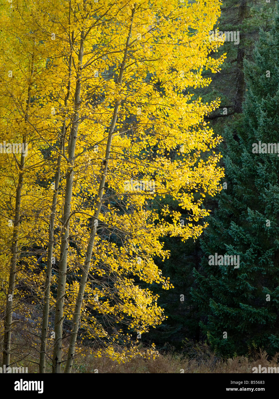 aspen and douglas fir, pinaleno mountains, arizona Stock Photo - Alamy