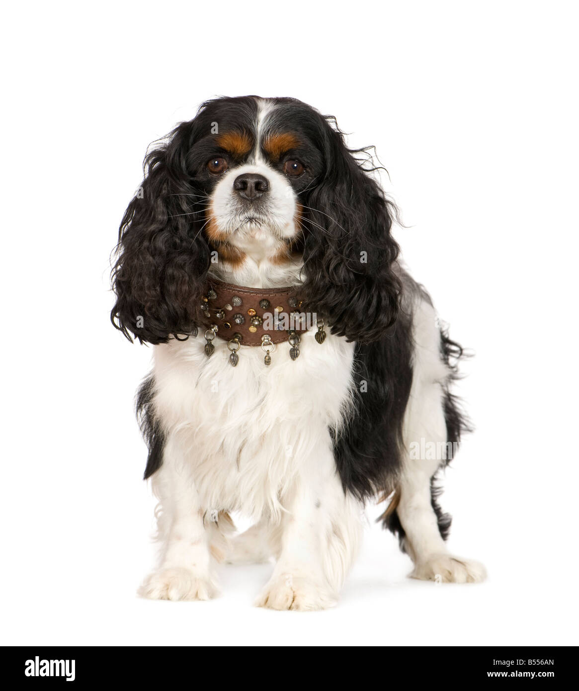 Curly collar Cut Out Stock Images & Pictures - Alamy