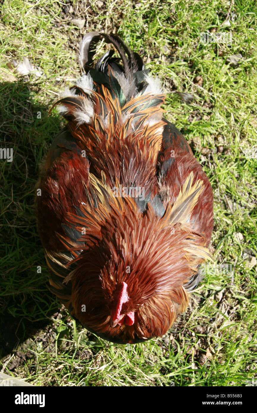 close up feathers of red cockerel in field Stock Photo - Alamy