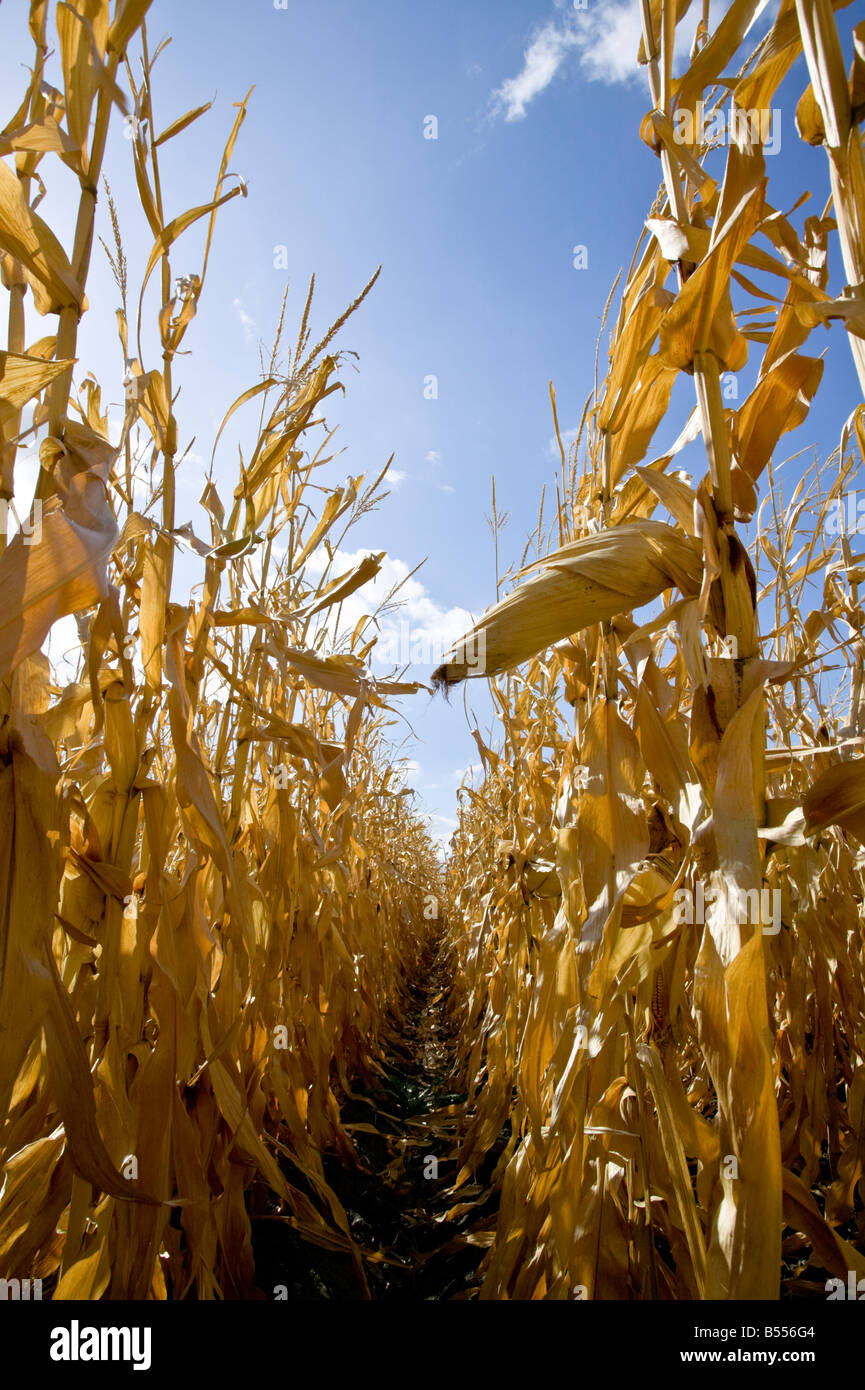 Waiting to harvest hi-res stock photography and images - Alamy