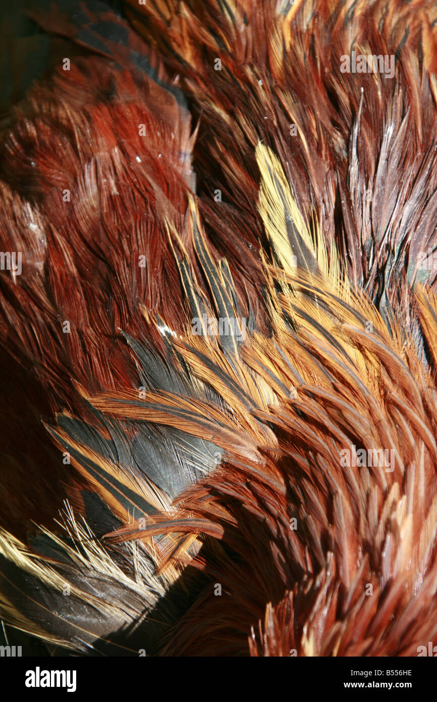 close up feathers of red cockerel in field Stock Photo - Alamy