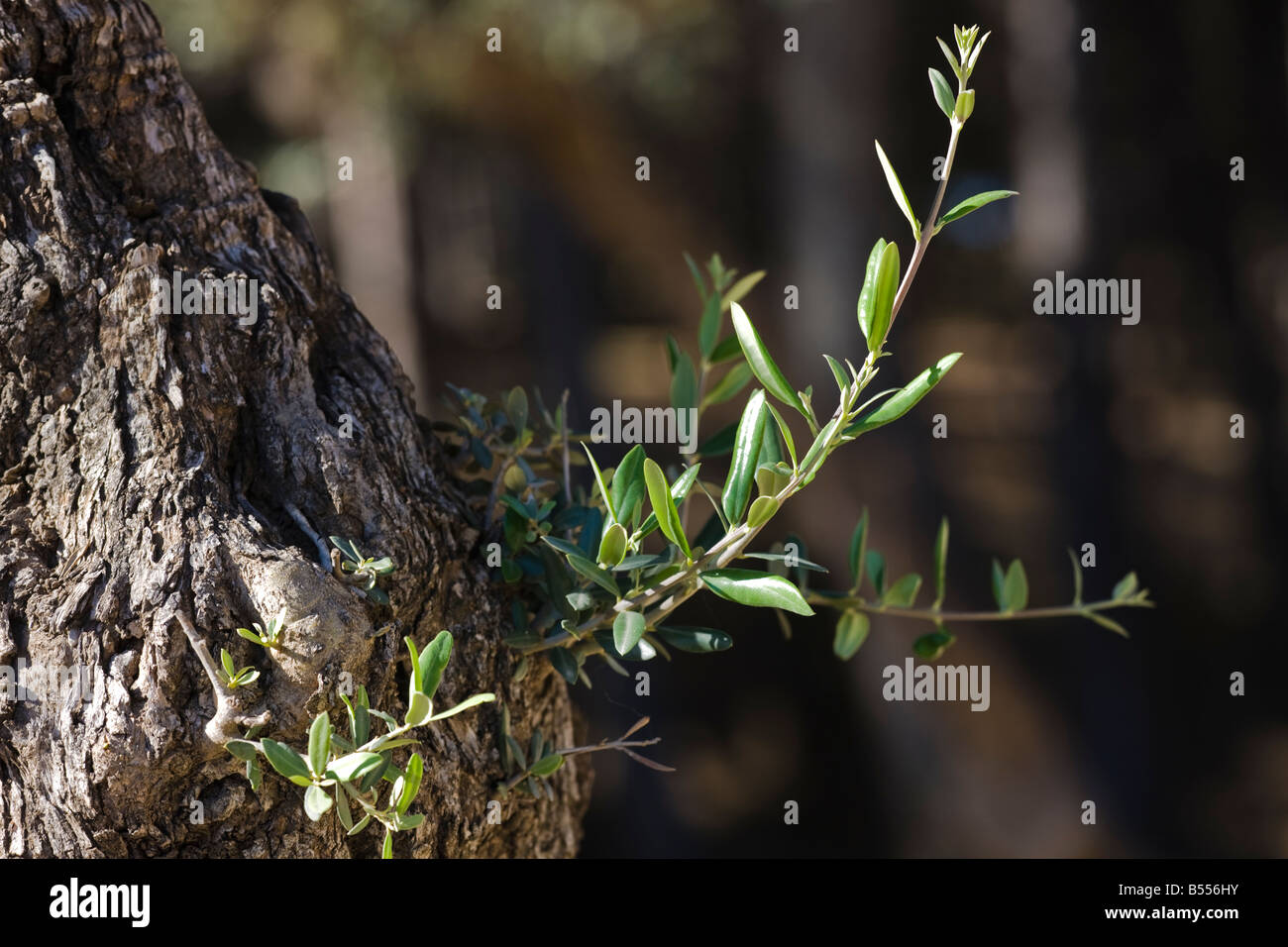 New growth on olive tree Stock Photo - Alamy
