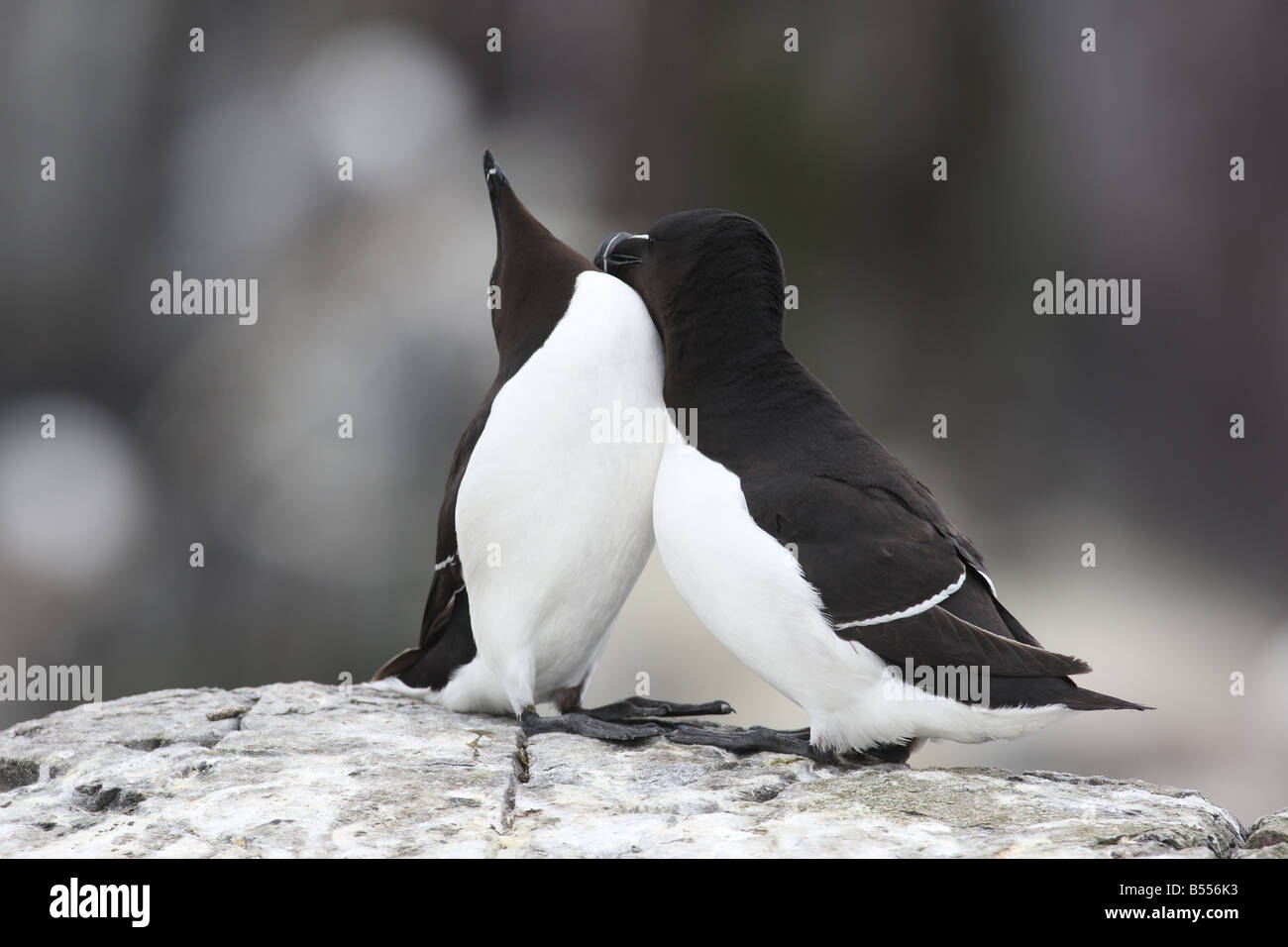 Pair of razorbill hi-res stock photography and images - Alamy