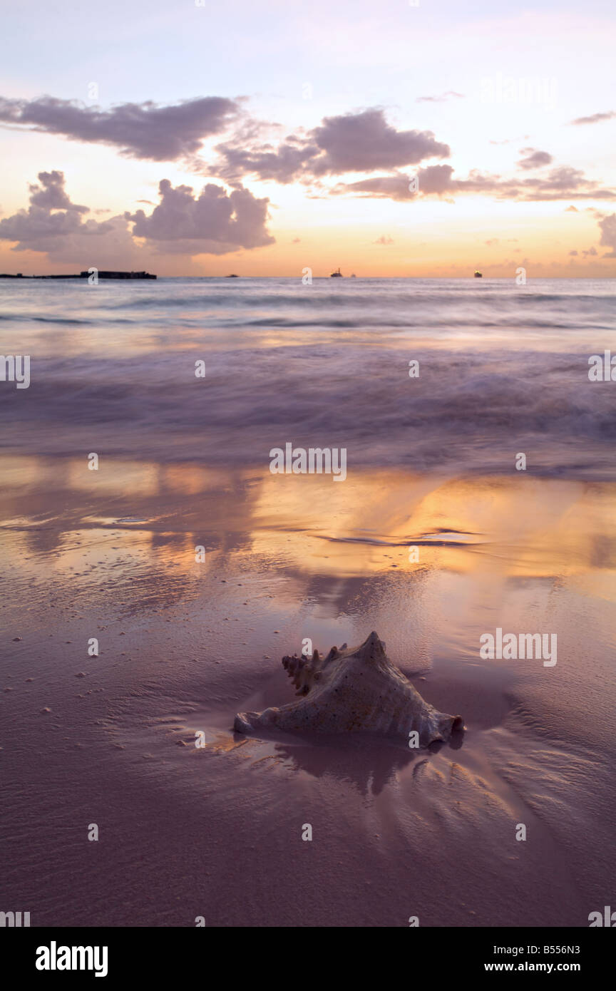 "Conch shell" on sunset beach Stock Photo - Alamy