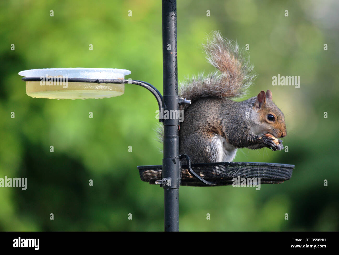 Grey squirrel eating peanuts Stock Photo - Alamy