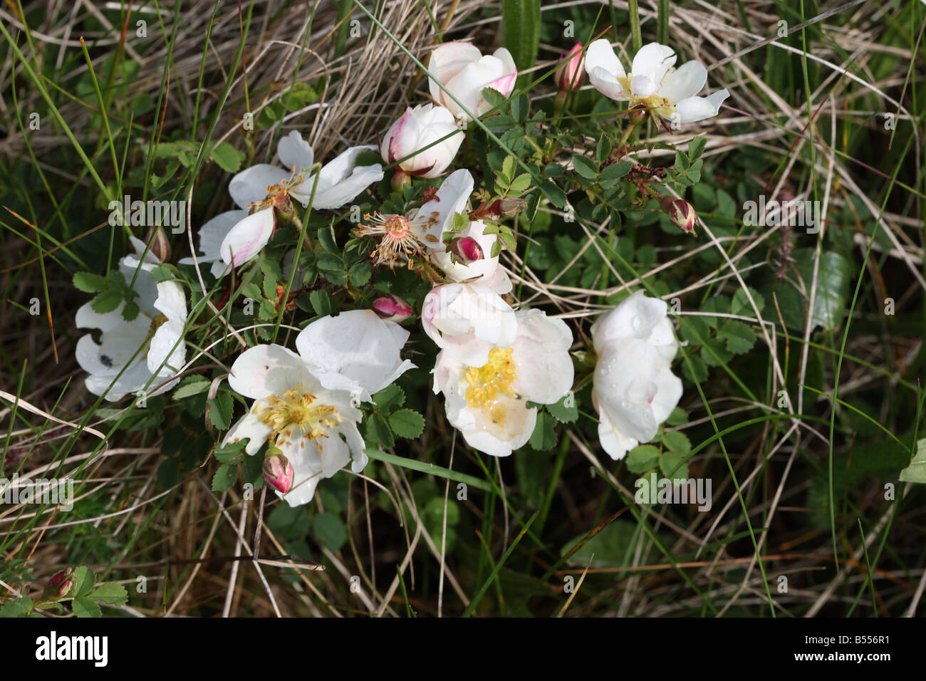 Rosa Pimpinellifolia Stock Photos & Rosa Pimpinellifolia Stock Images ...