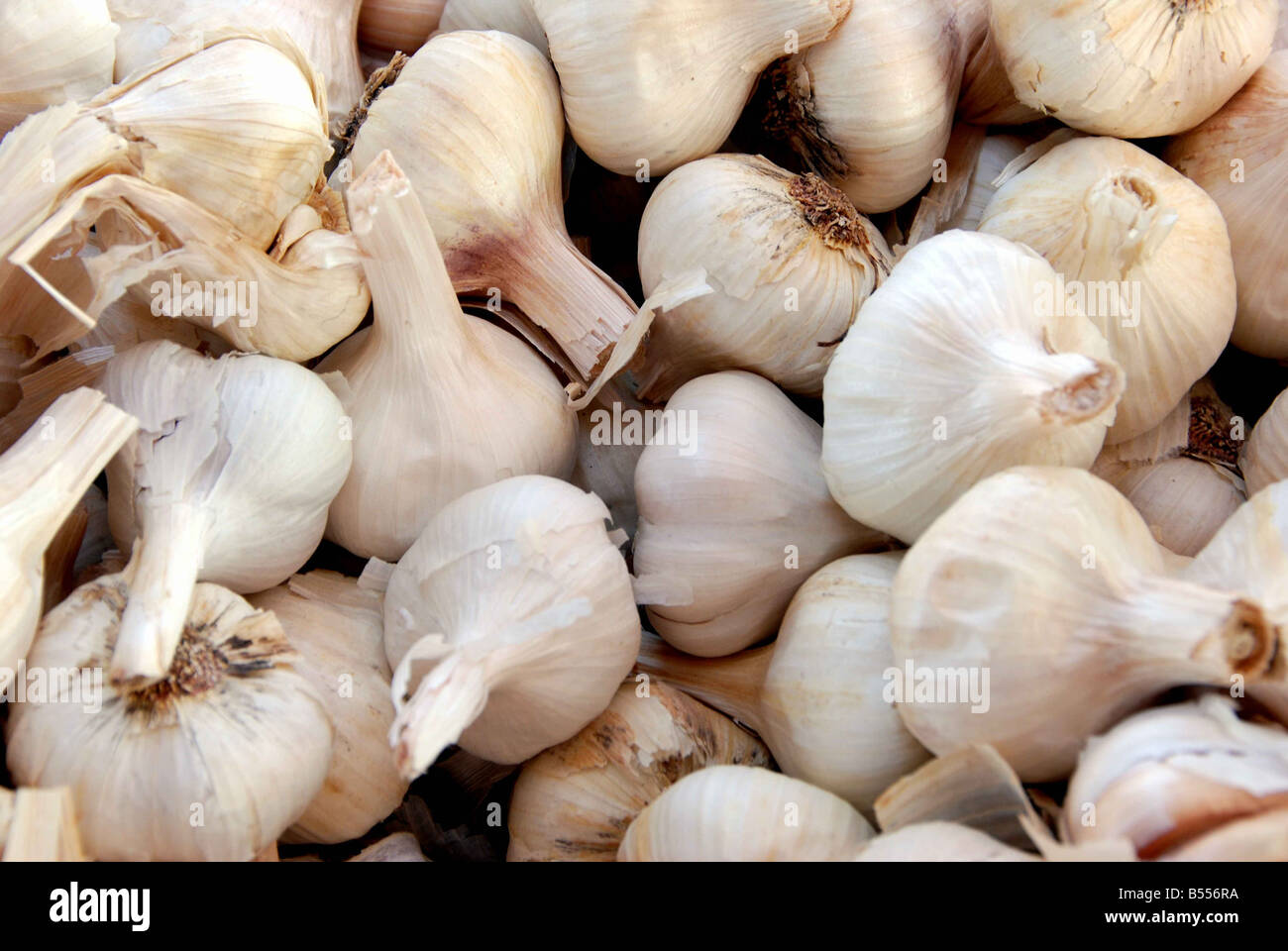 Garlic (Allium sativum L Stock Photo - Alamy