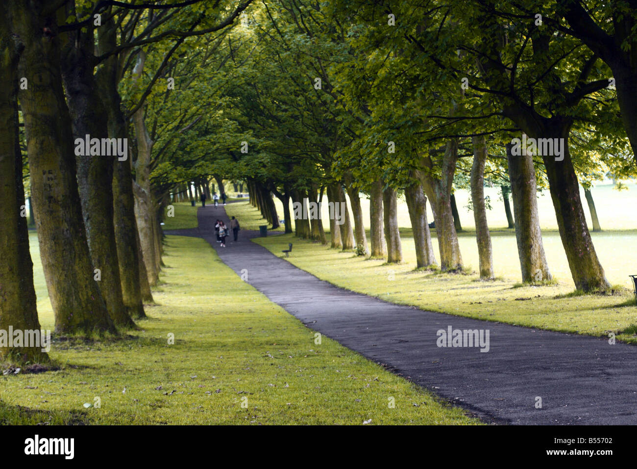 Lined avenue hi-res stock photography and images - Alamy