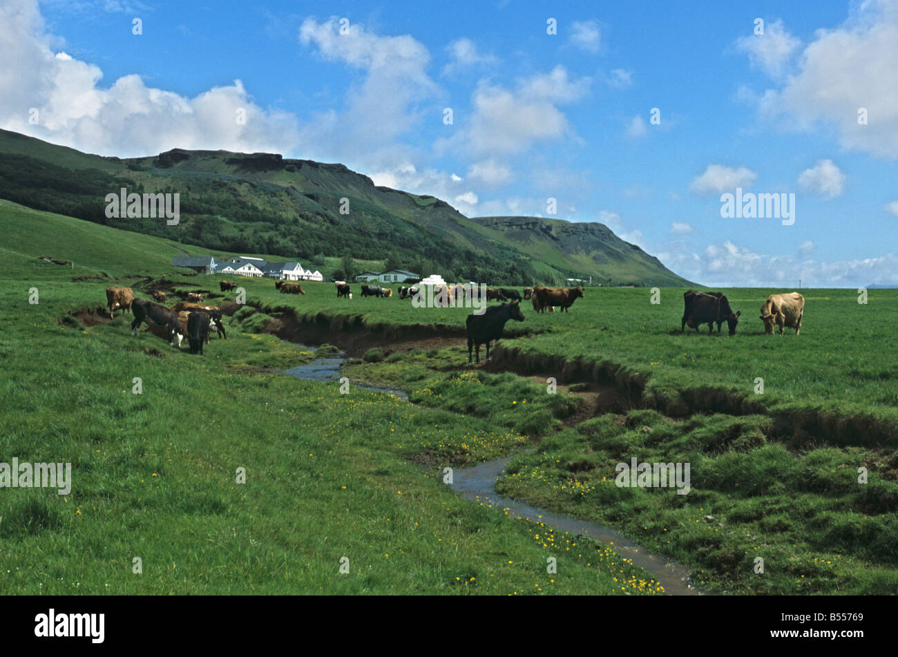 Icelandic cows hi-res stock photography and images - Alamy