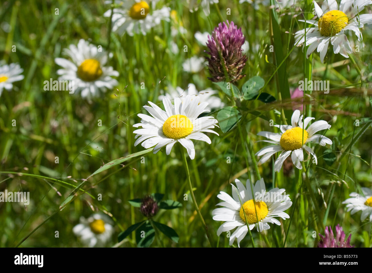 Wild daisies and clover in bloom Wells Gray Provincial Park British ...
