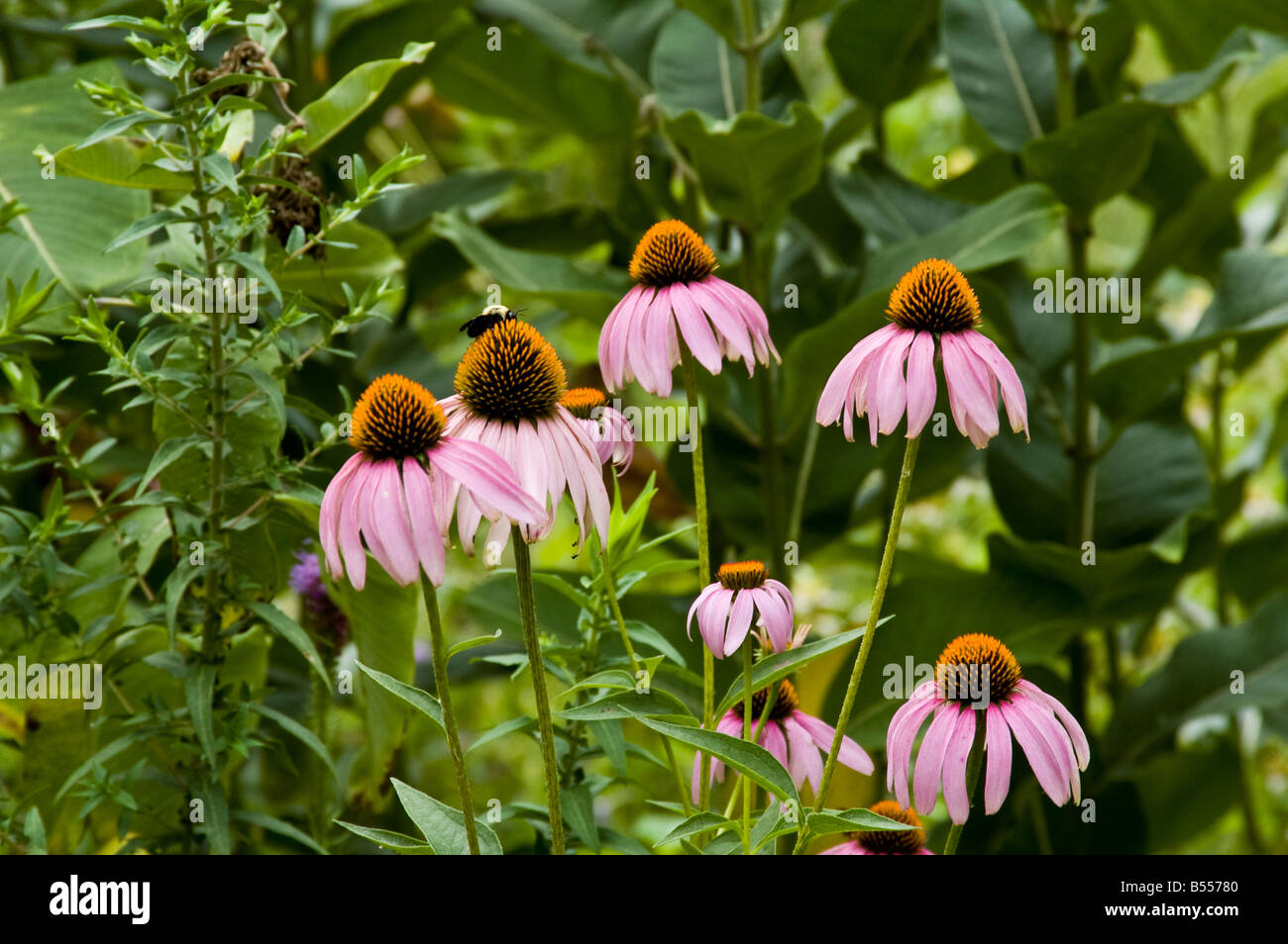 Kansas flower hi-res stock photography and images - Alamy