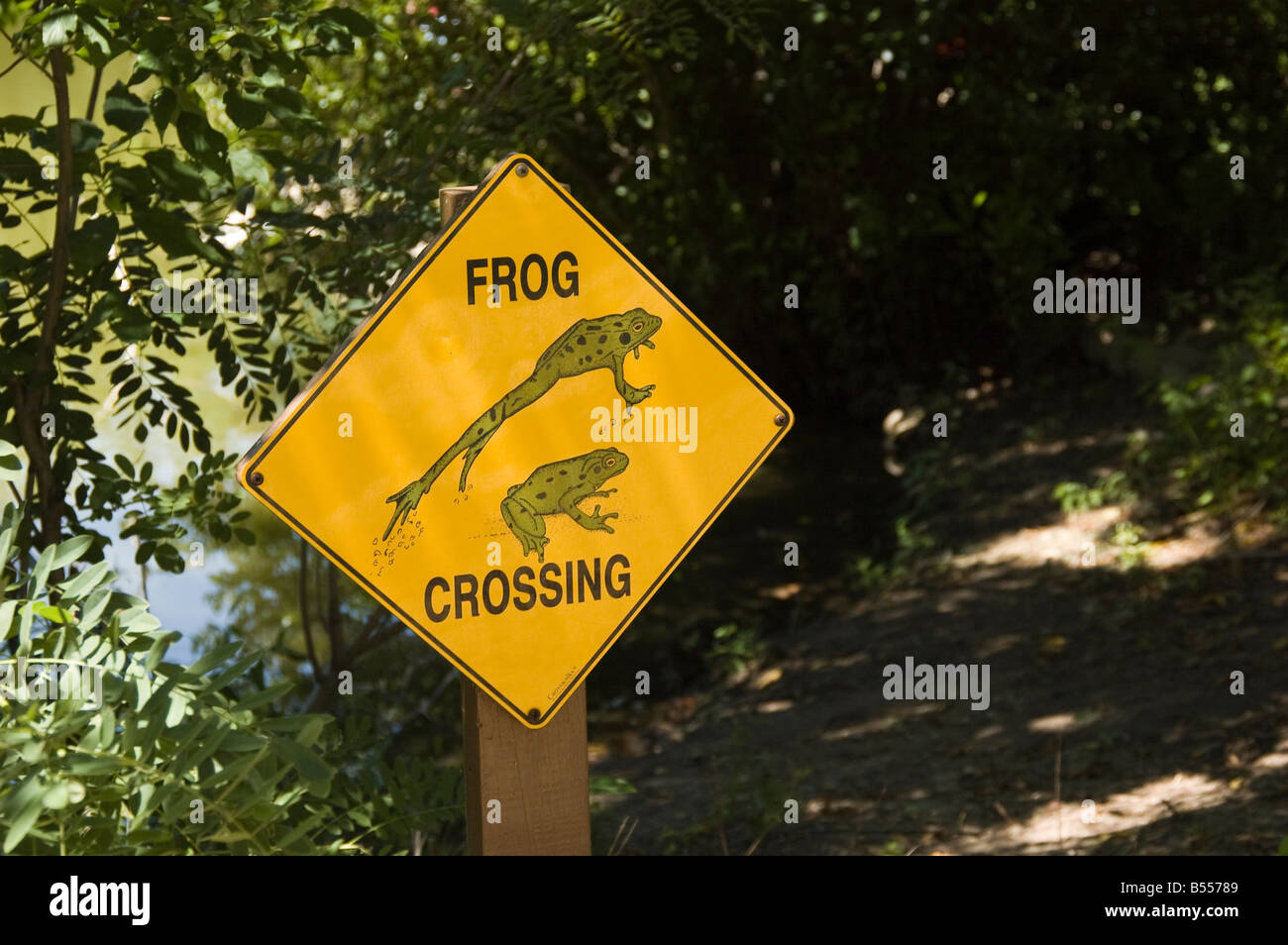 Frog intersection hi-res stock photography and images - Alamy
