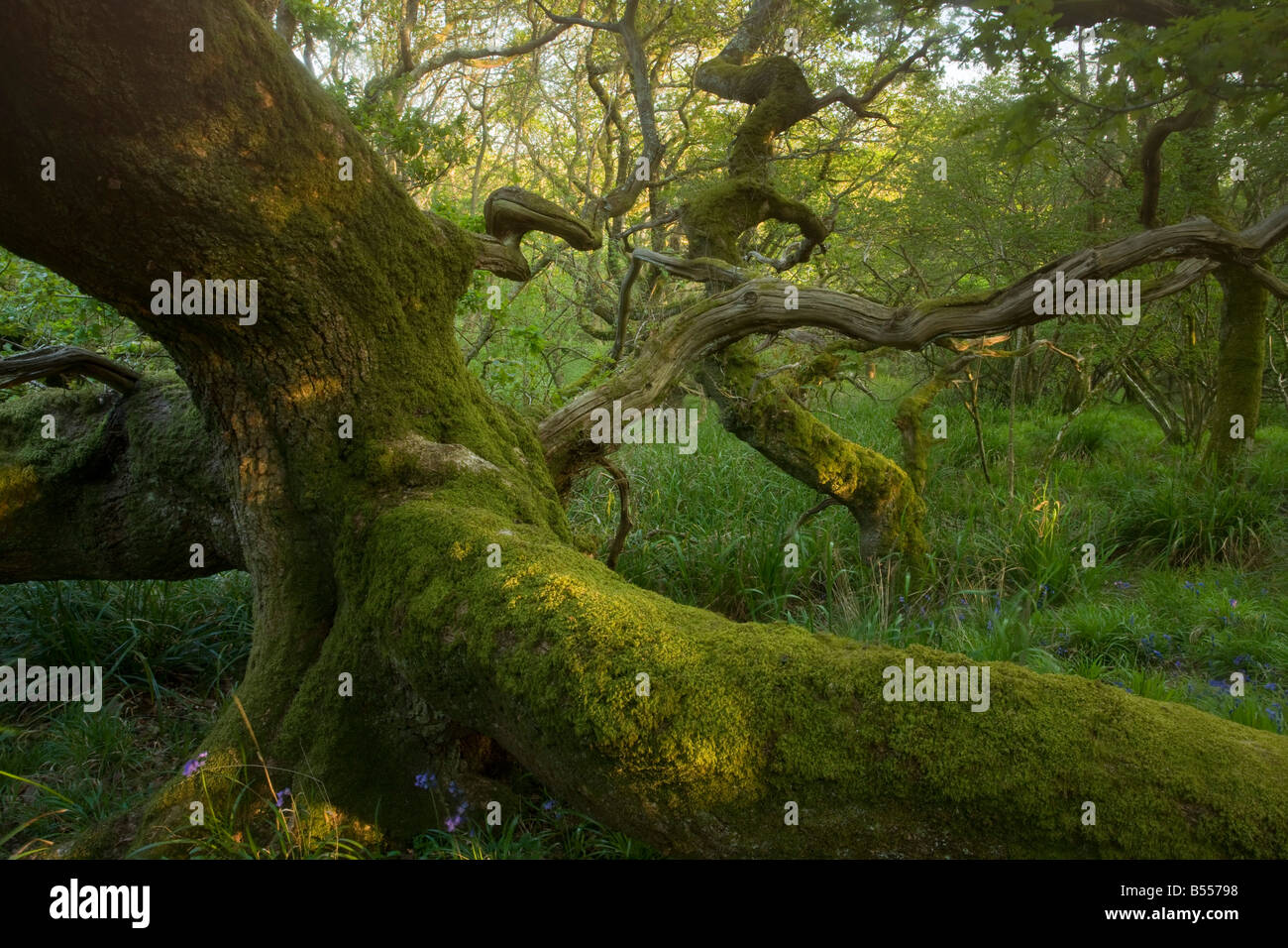 Twisting tree roots hi-res stock photography and images - Alamy