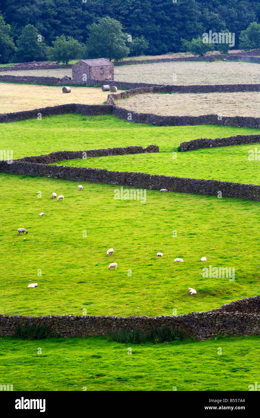Hay Meadows at Gunnerside Swaledale Yorkshire Dales England Stock Photo ...