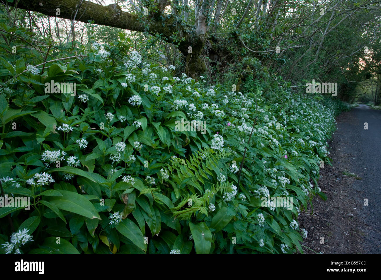 Beautiful old flowery roadside verge hedgebank near Powerstock West ...