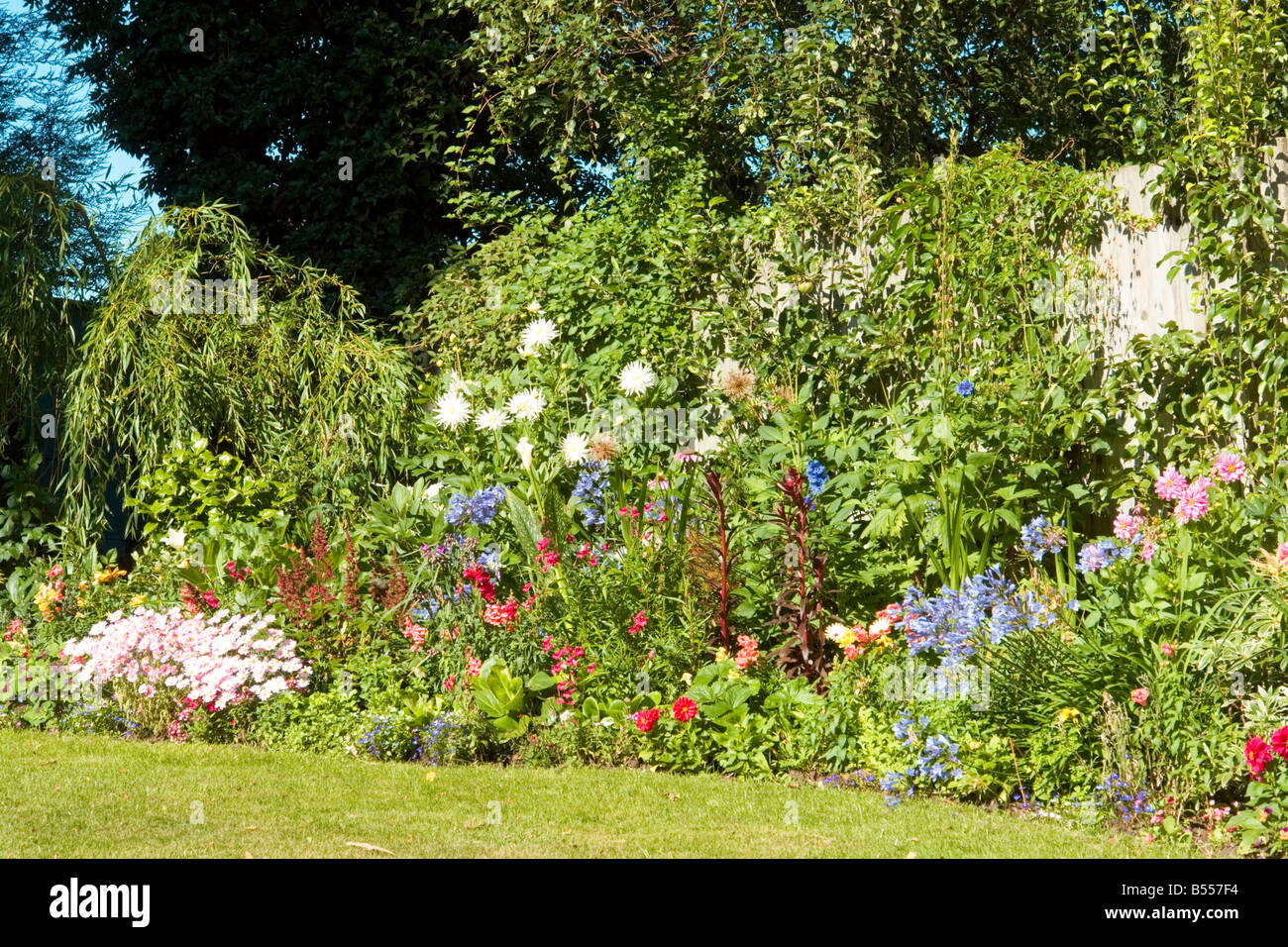 Hebaceous border in suburban garden Stock Photo - Alamy