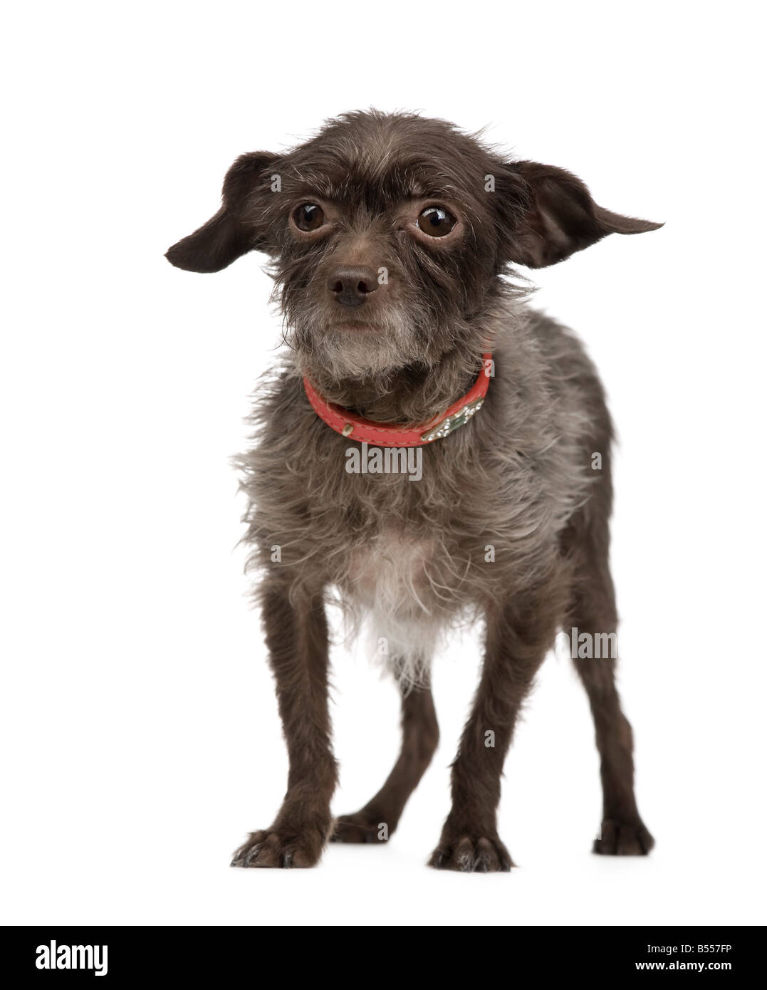 Bastard 2 years in front of a white background Stock Photo - Alamy