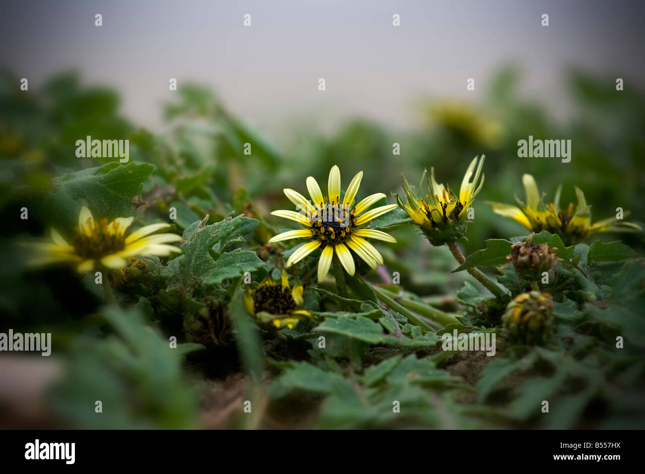 A group of Daisy's in various stages of their life Stock Photo - Alamy