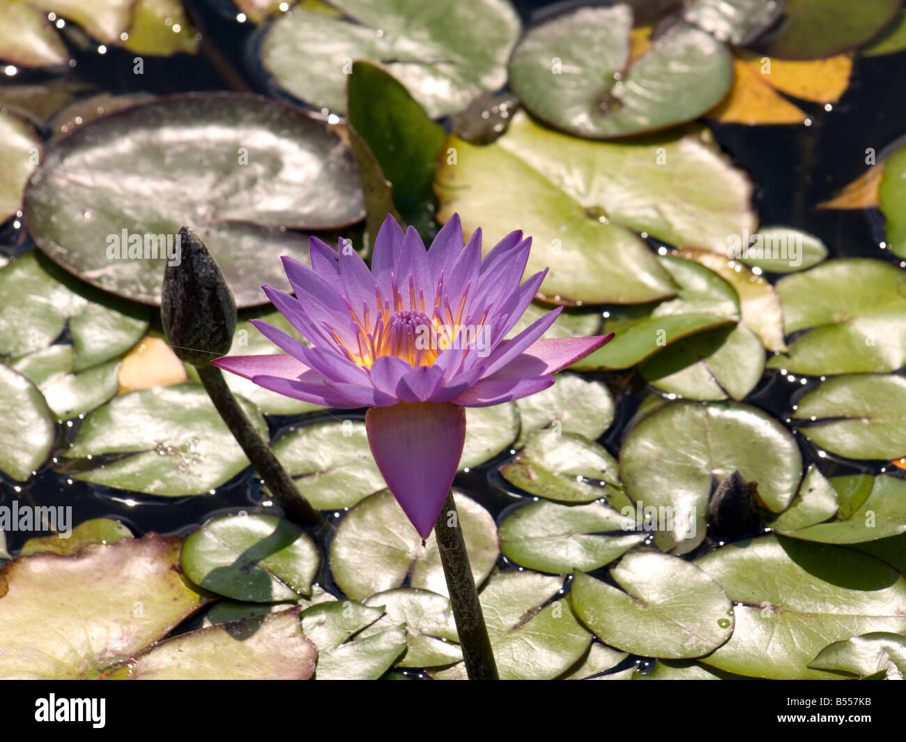 Floating lily hi-res stock photography and images - Alamy