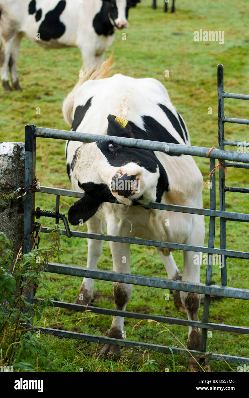 Cow head stuck hi-res stock photography and images - Alamy