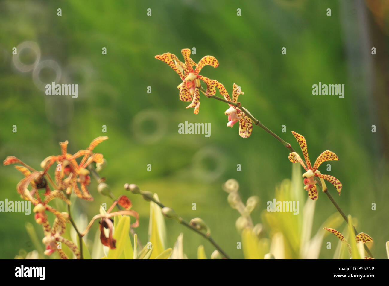 The bright and colorful orchids Stock Photo - Alamy