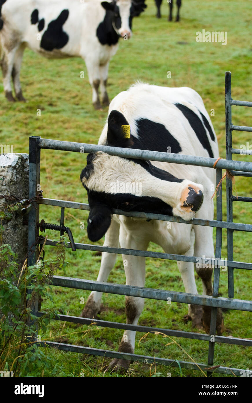 cow with head stuck in metal farm gate Stock Photo - Alamy