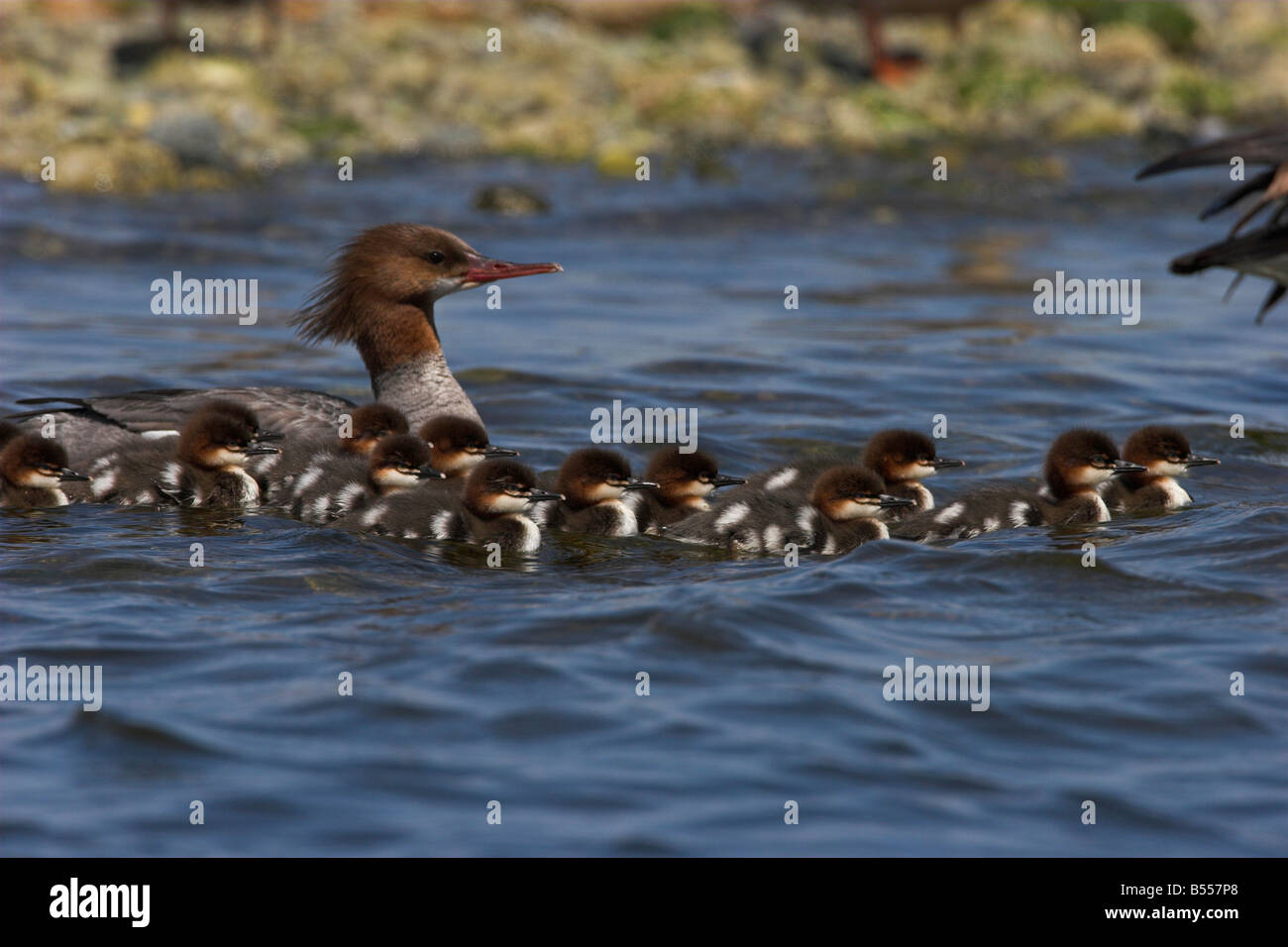 Common merganser hi-res stock photography and images - Alamy