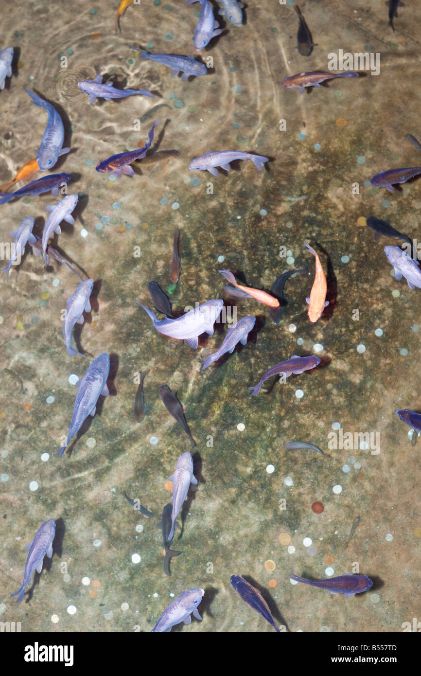 Fish Pond at The Basilica Cistern Istanbul Turkey Stock Photo - Alamy