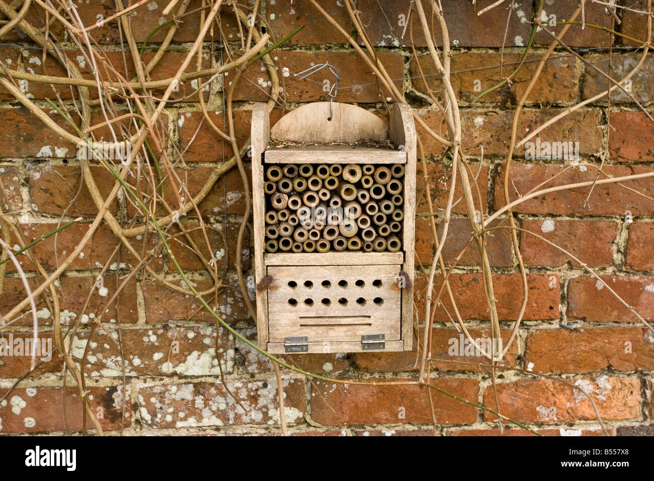 Bees and wasps hi-res stock photography and images - Alamy