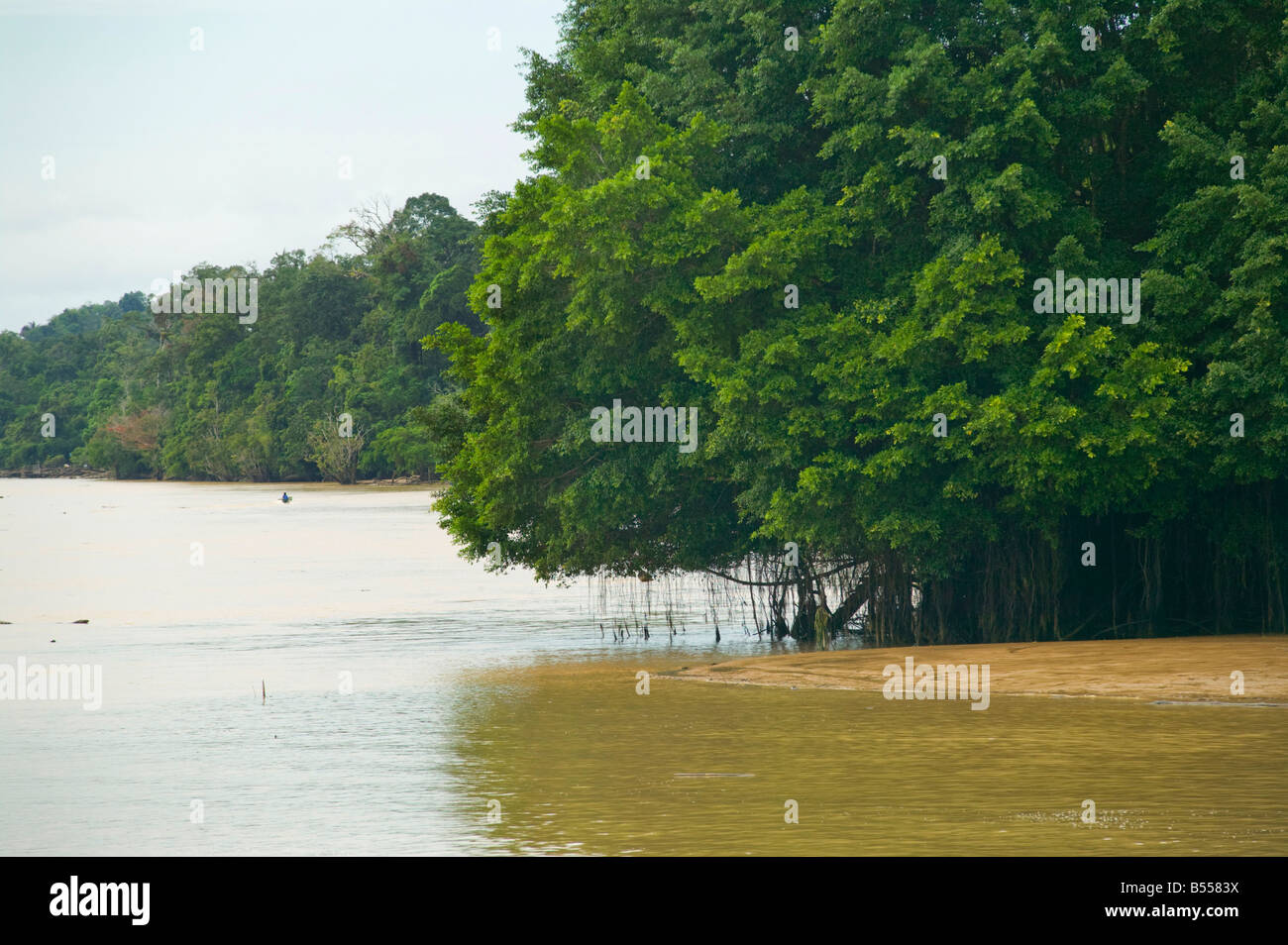 Rainforest along the banks of the Rejang River near Kanowit Sarawak ...