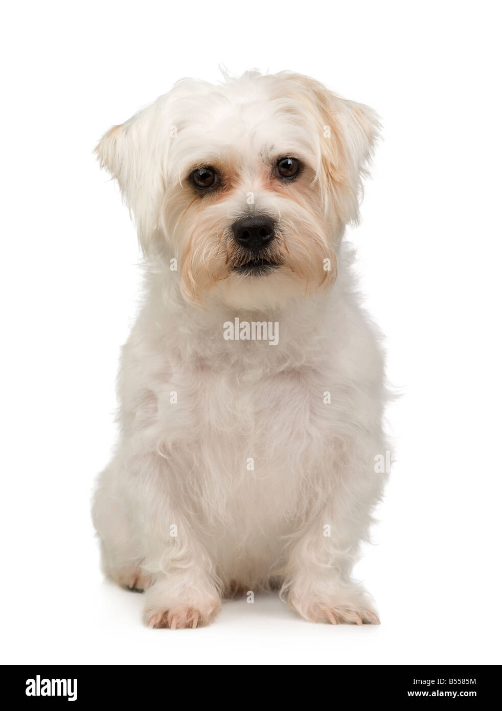 Bastard 18 months in front of a white background Stock Photo - Alamy