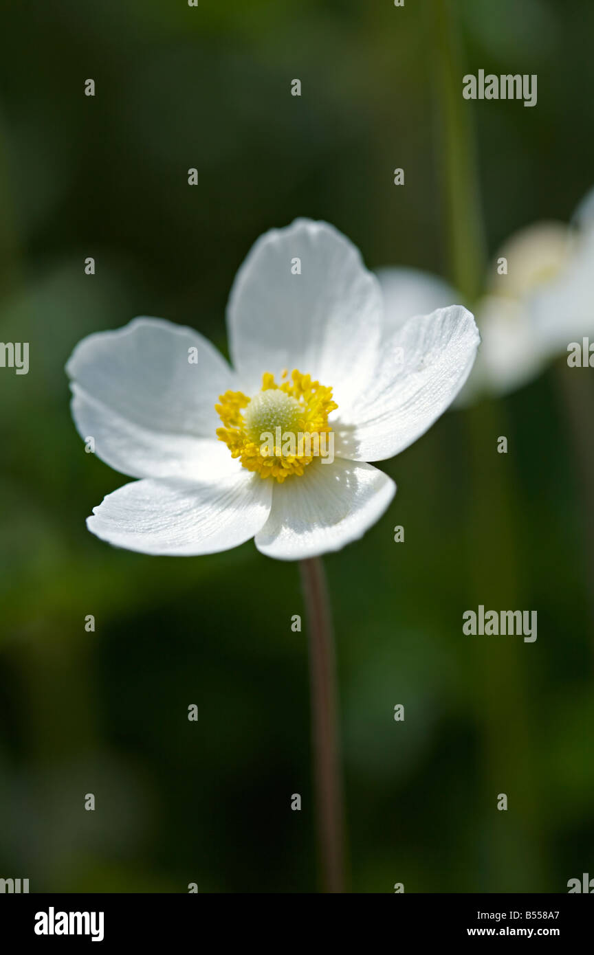 Snowdrop Anemone, Anemone sylvestris flower close up Stock Photo - Alamy